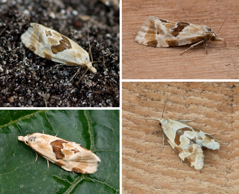 Aethes rubigana Lepidoptera Species