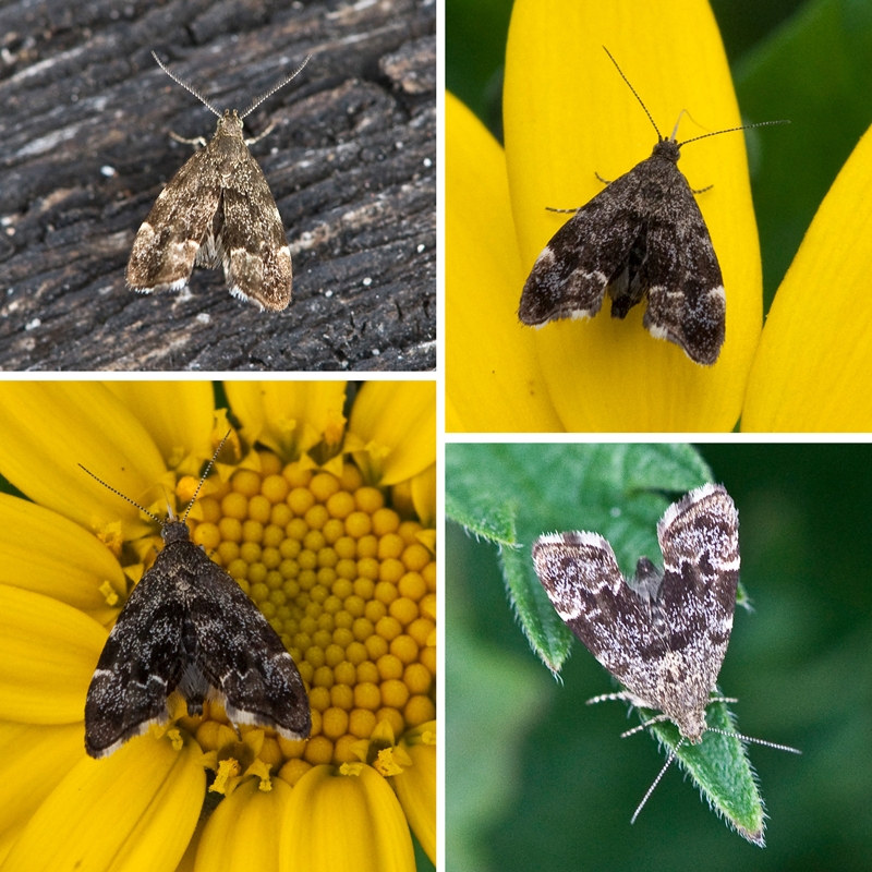 Anthophila fabriciana Lepidoptera Species