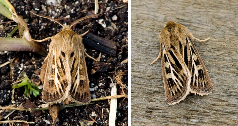 Cerapteryx graminis Lepidoptera Species