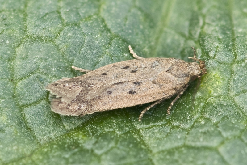 Bryotropha terrella Lepidoptera Species