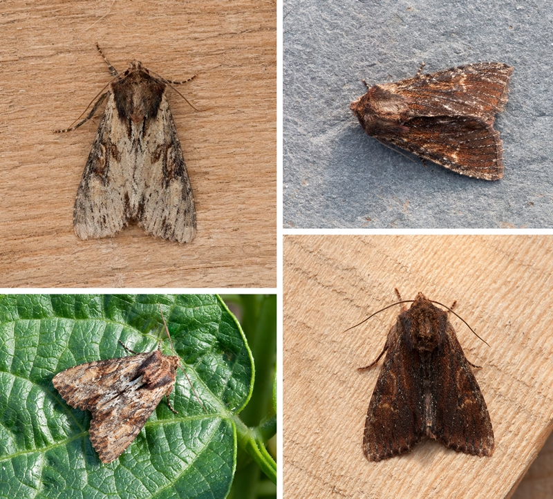 Apamea crenata Lepidoptera Species