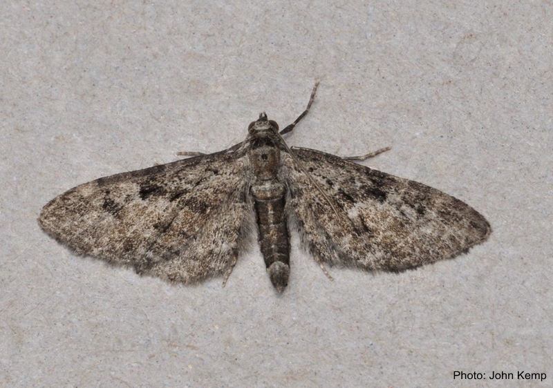 Eupithecia pusillata Lepidoptera Species