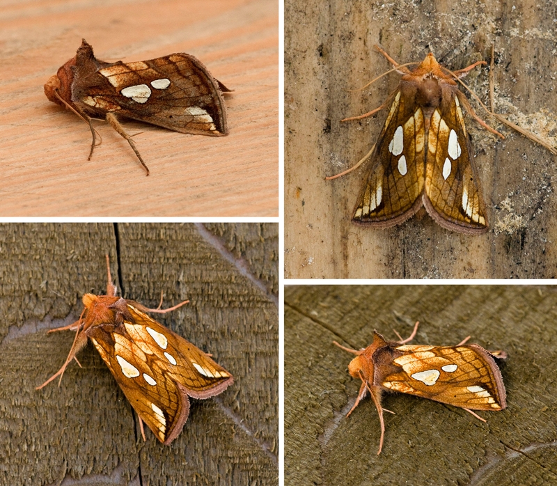 Plusia putnami Lepidoptera Species